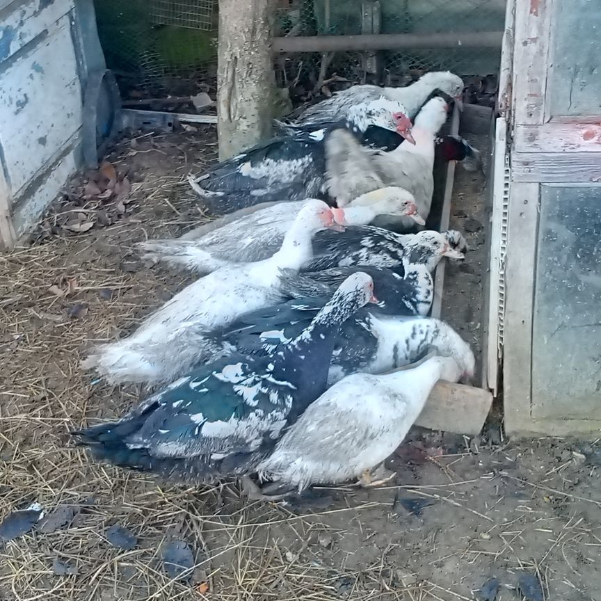 Продам индоуток