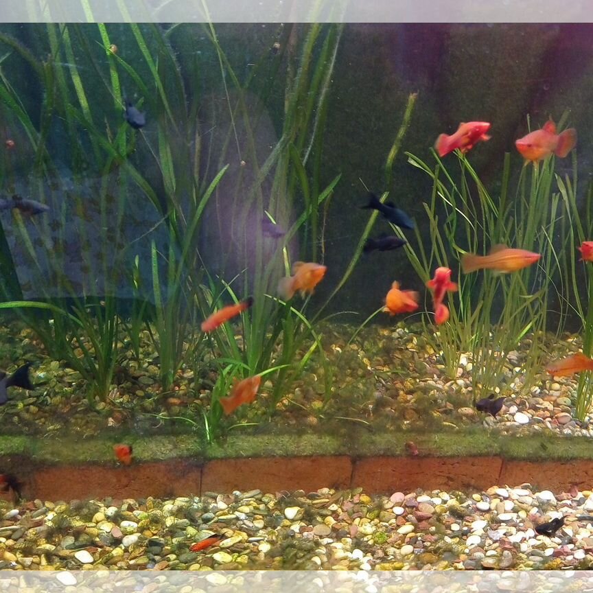 Меченосцы моллинезии