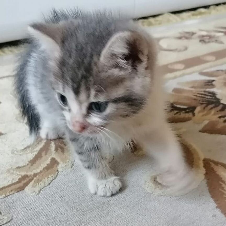 Котёнок в добрые руки