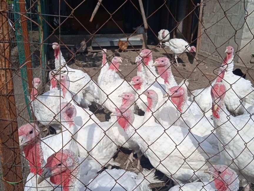 Индюки бролерные