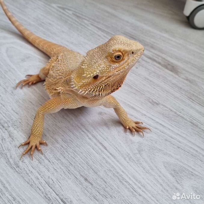 Бородатая агама с террариумом