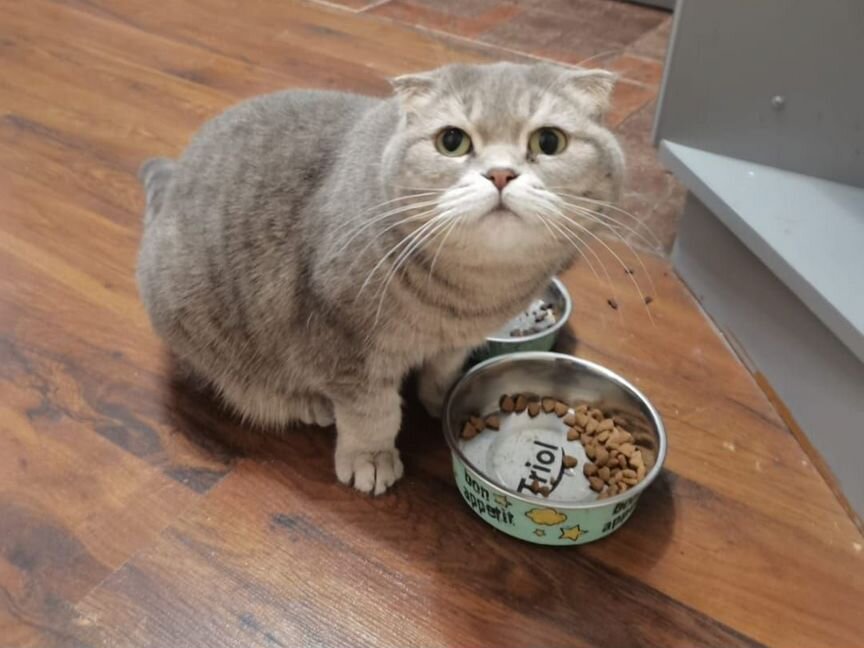 Шотландская кошка стерилизованная