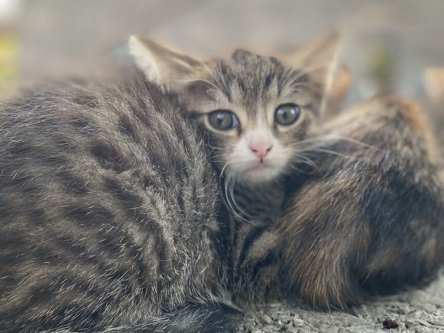 Котята от крысоловки