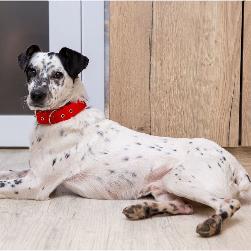 Взрослая собака в добрые руки