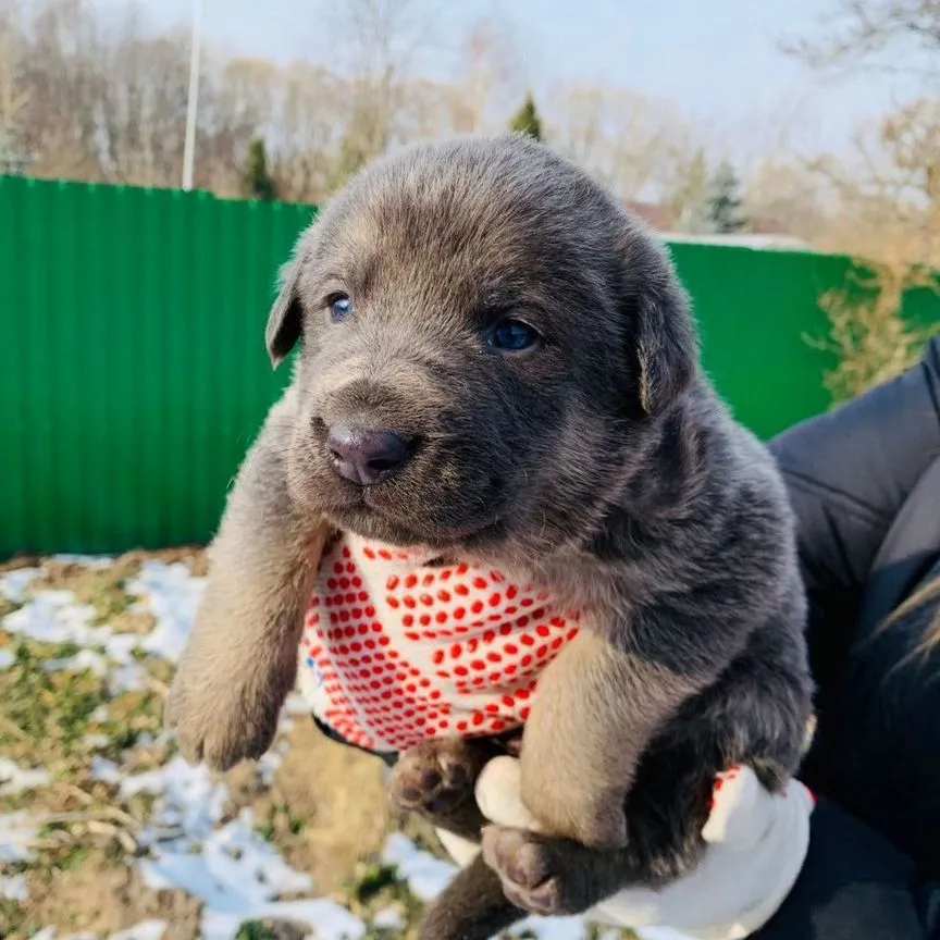 Щенок мальчик в добрые руки