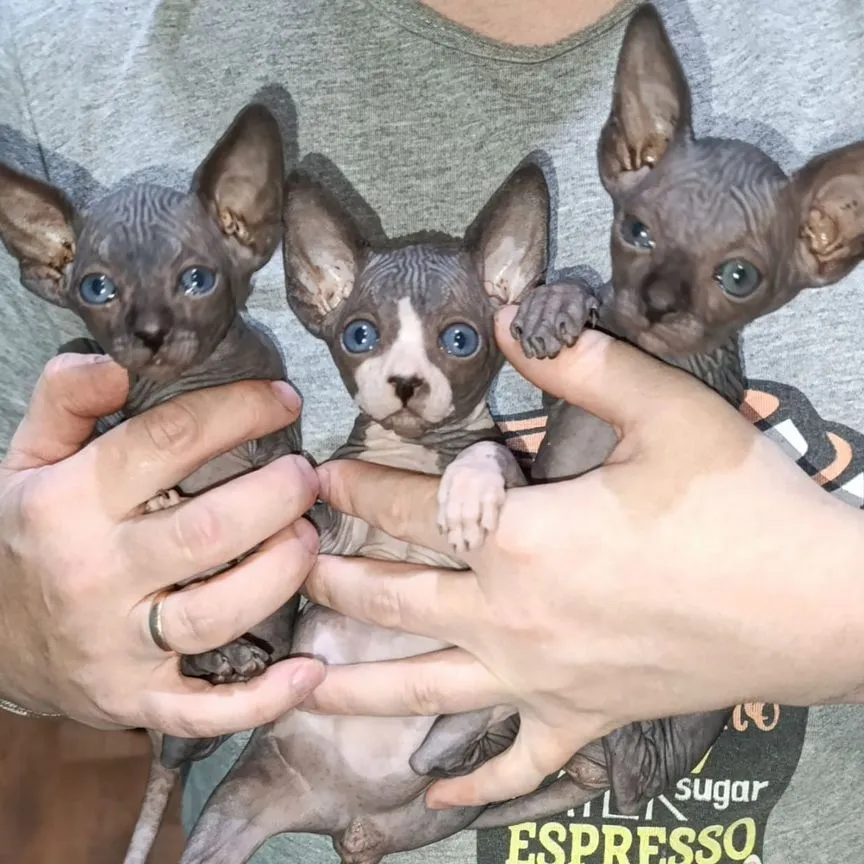 Канадский сфинкс котенок