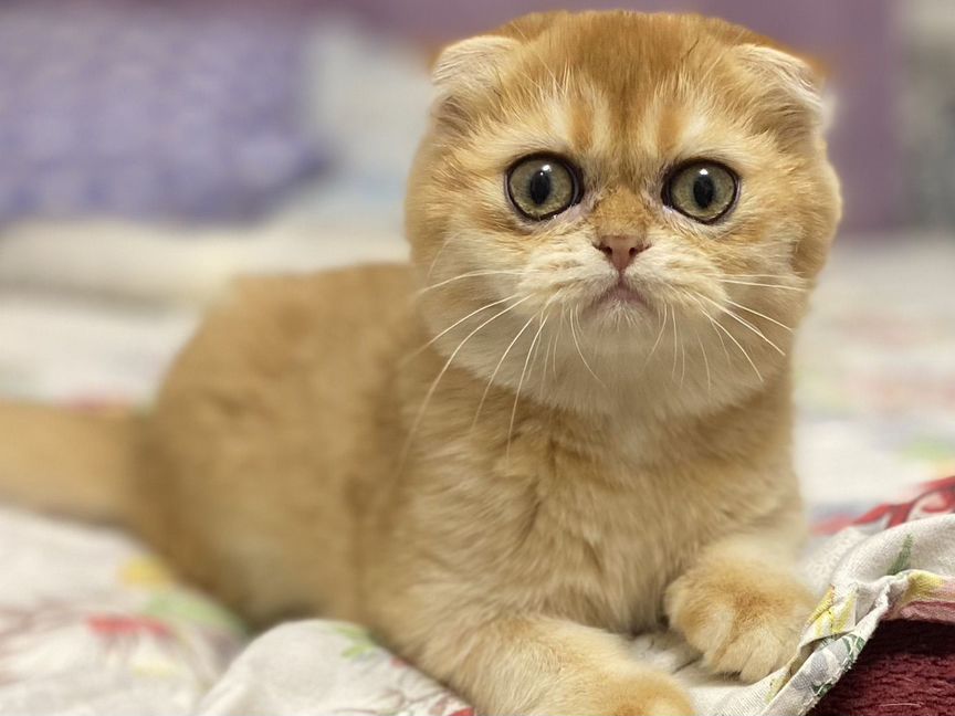 Шотландская кошечка Фортуна