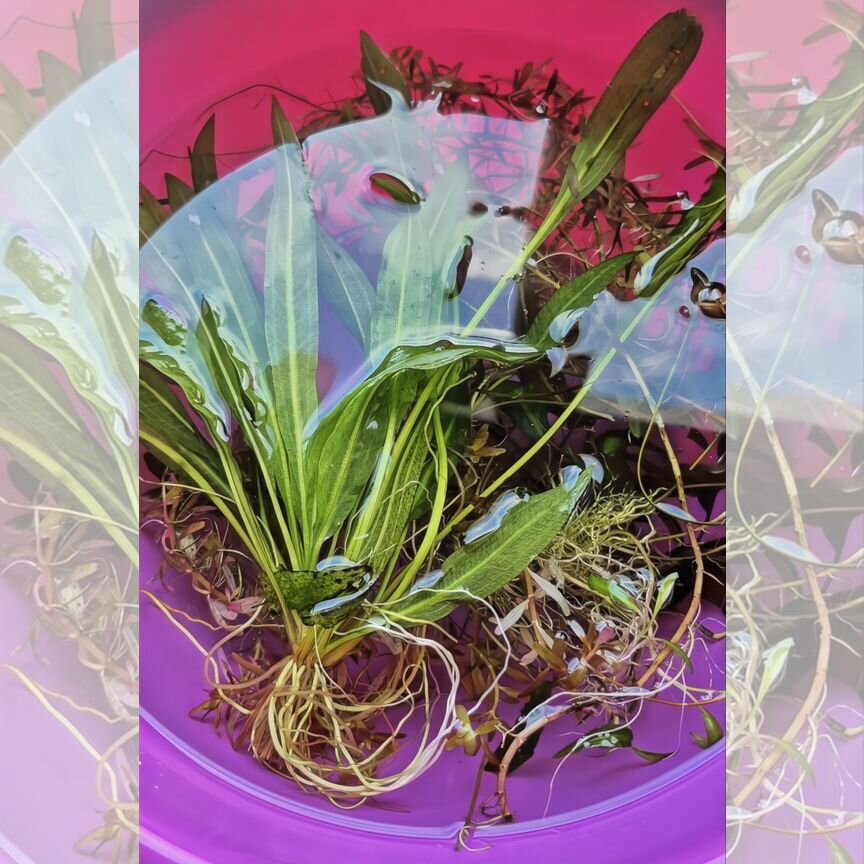 Аквариумное растение