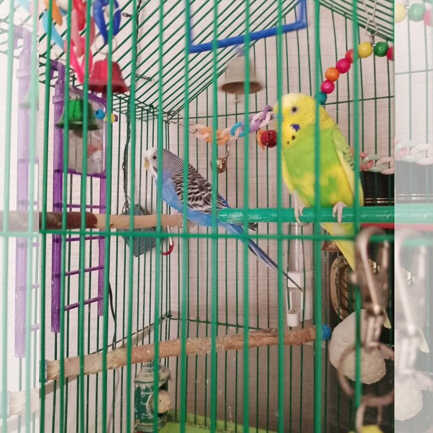 Волнистый попугай