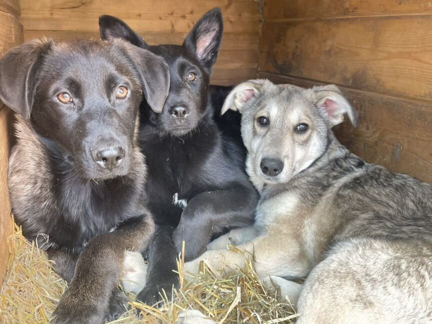 Щенки в добрые руки