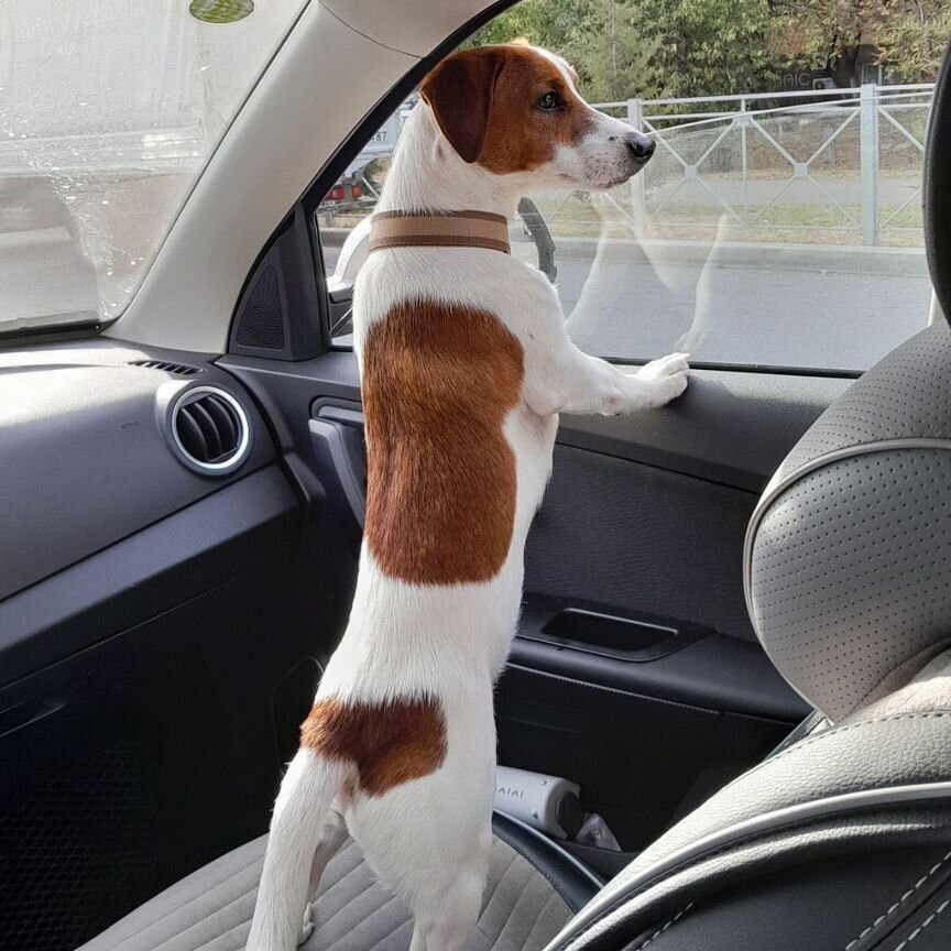 Джек рассел терьер Кабель Вязка