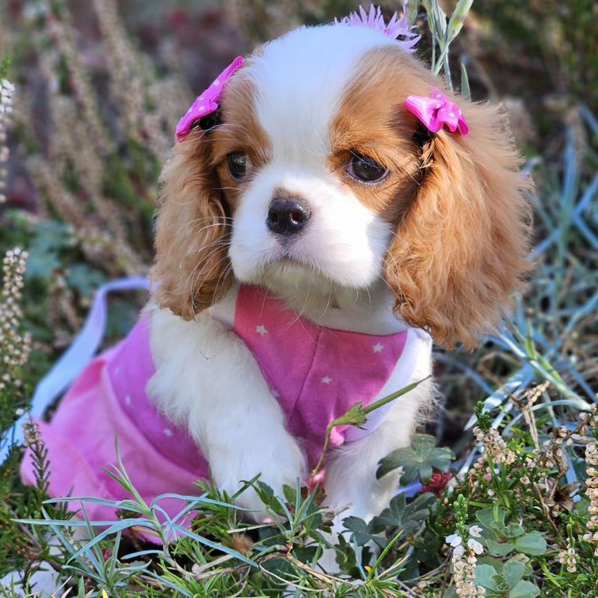 Девочка кавалер кинг чарльз спаниель бленхейм