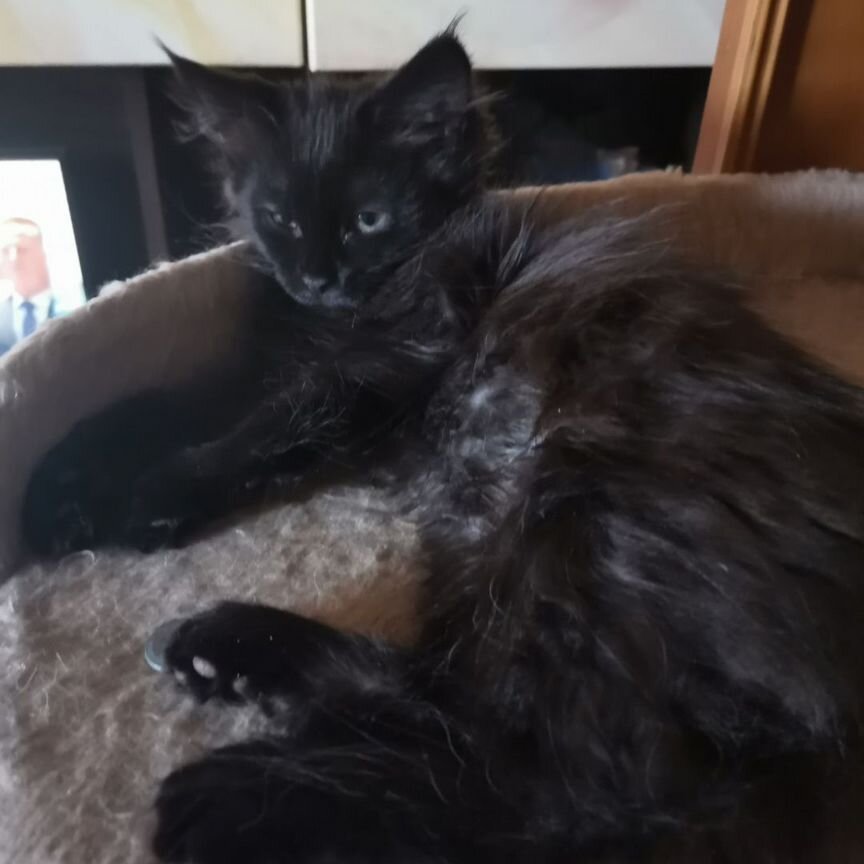 Котята мейн-кун