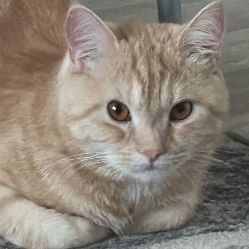 Кот