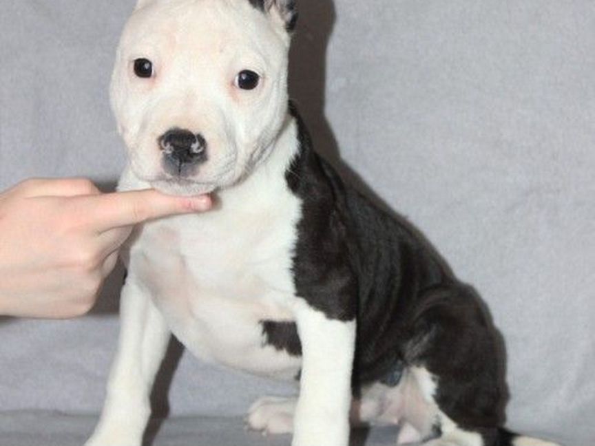 Стаффордширский терьер щенки щенки