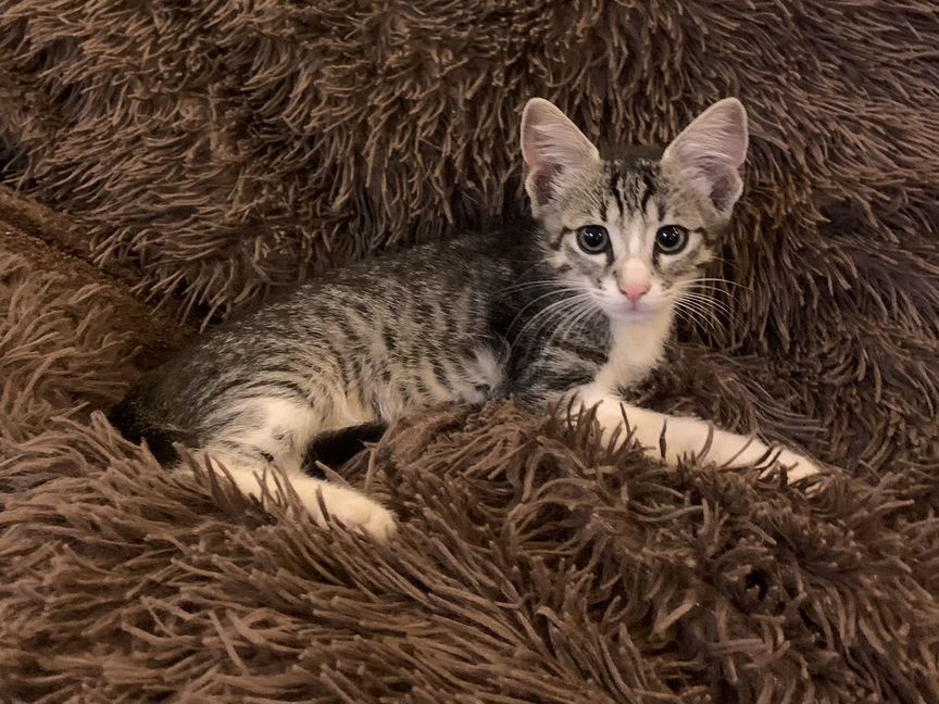 Котенок мальчик бесплатно