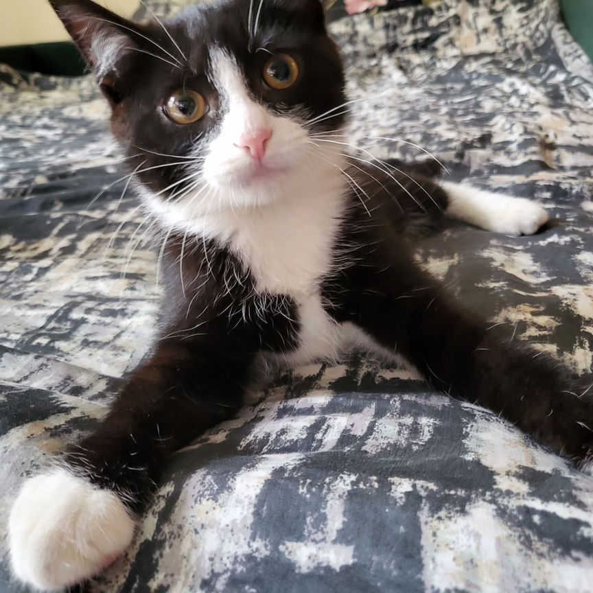 Котенок