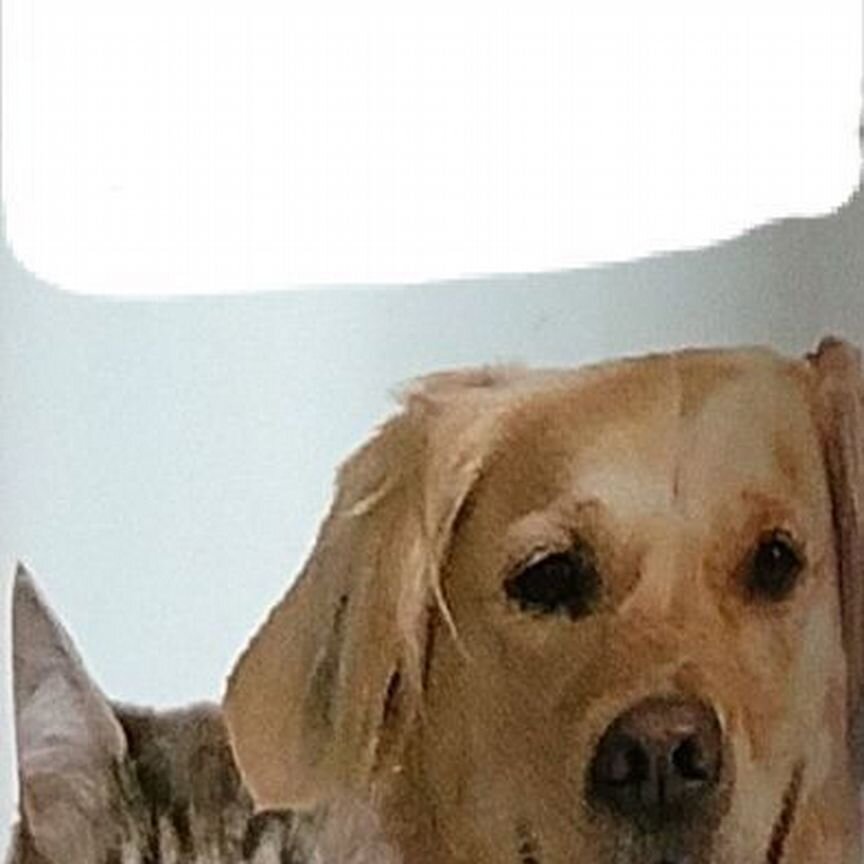 Спрей для собак и кошек