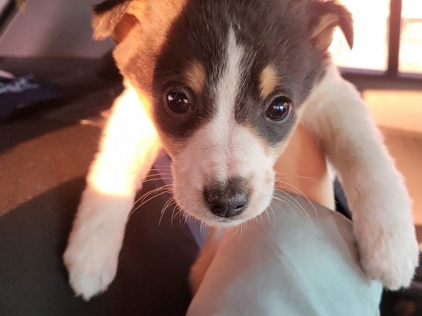 Щенки в добрые руки бесплатно