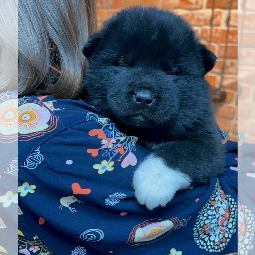 Американская акита щеночки