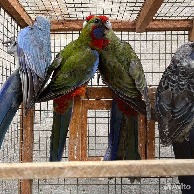 Пенантовая розелла