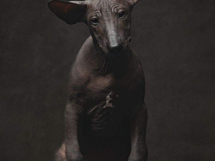 Ксолоитцкуинтли (мексиканская голая собака )