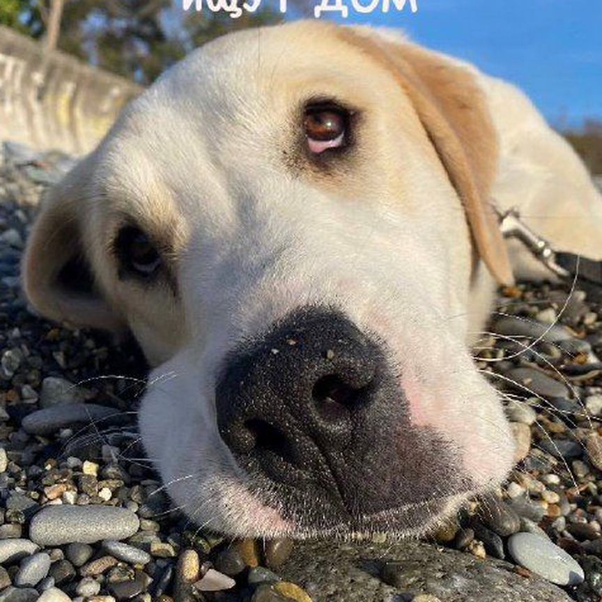 Взрослая собака в добрые руки