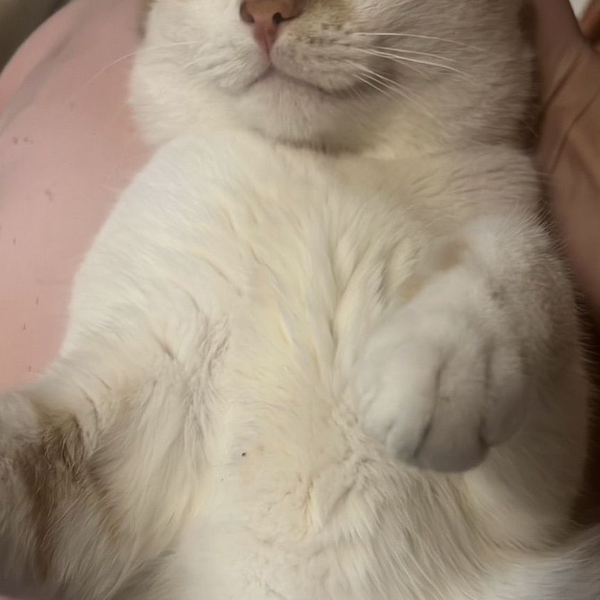 Потерялся кот