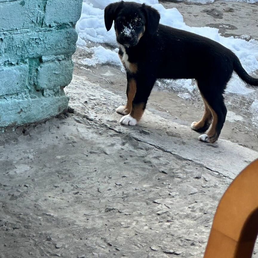 Щенок в добрые руки бесплатно