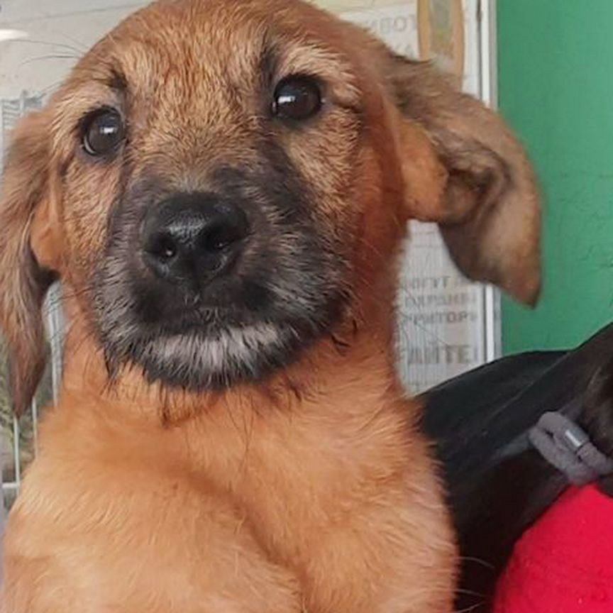 Щенок в добрые руки