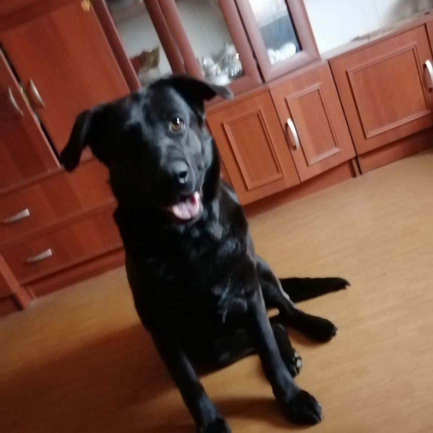 Лабрадор девочка