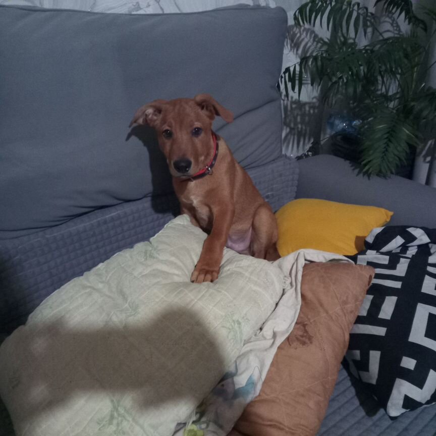 Щенки немецкой овчарки