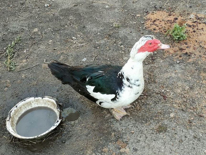 Утята индоутки