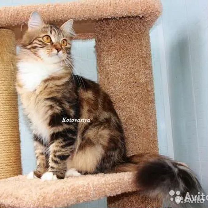 Ищу подругу для сибирской кошки 2 года