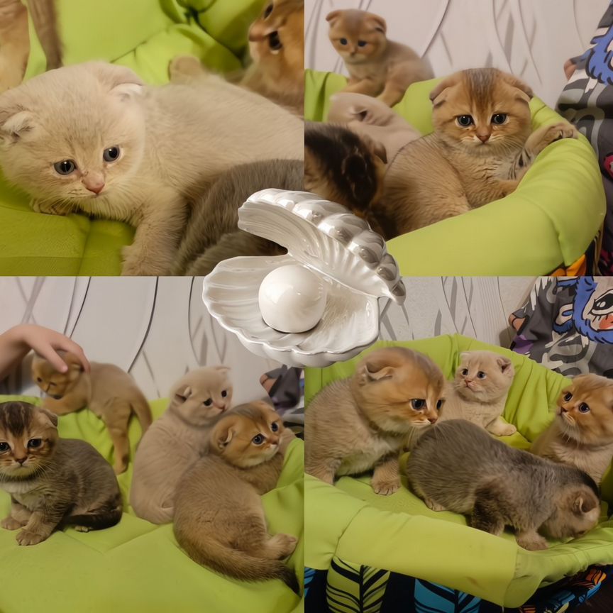 Шотландский вислоухий короткошёрстный котёнок