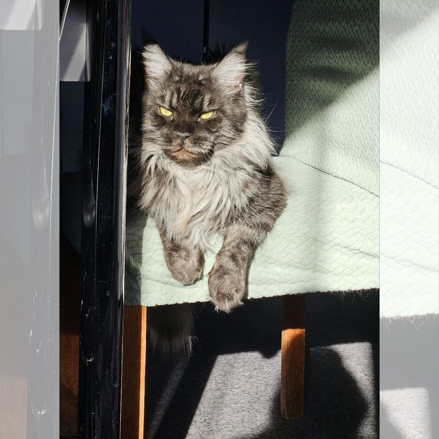 Мейн-кун, взрослая кошка