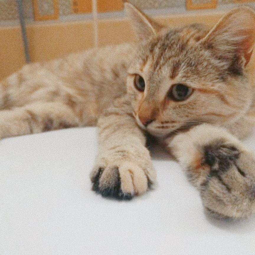 Котенок 5 месяцев девочка