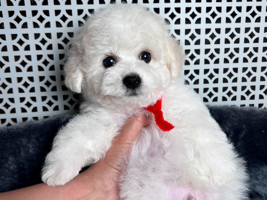 Бишон фризе щенок мальчик