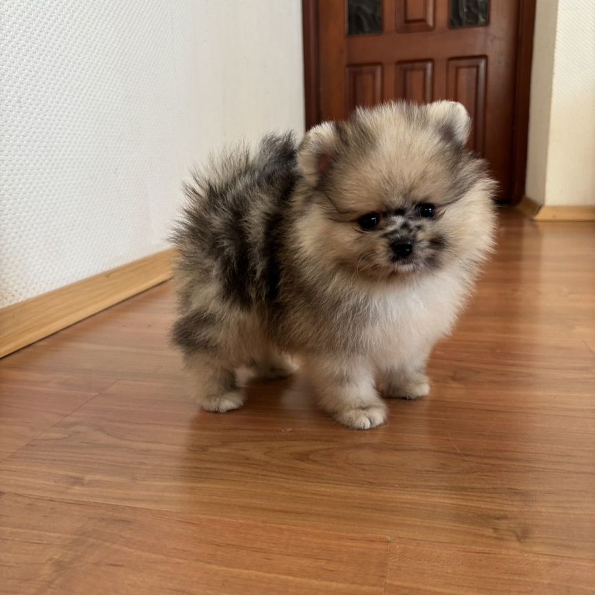 Померанский шпиц, мальчик Марио