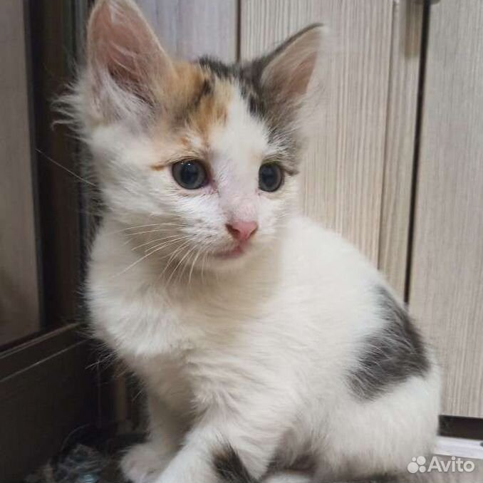 Котёнок трецветка Бэлла в дар и на удачу