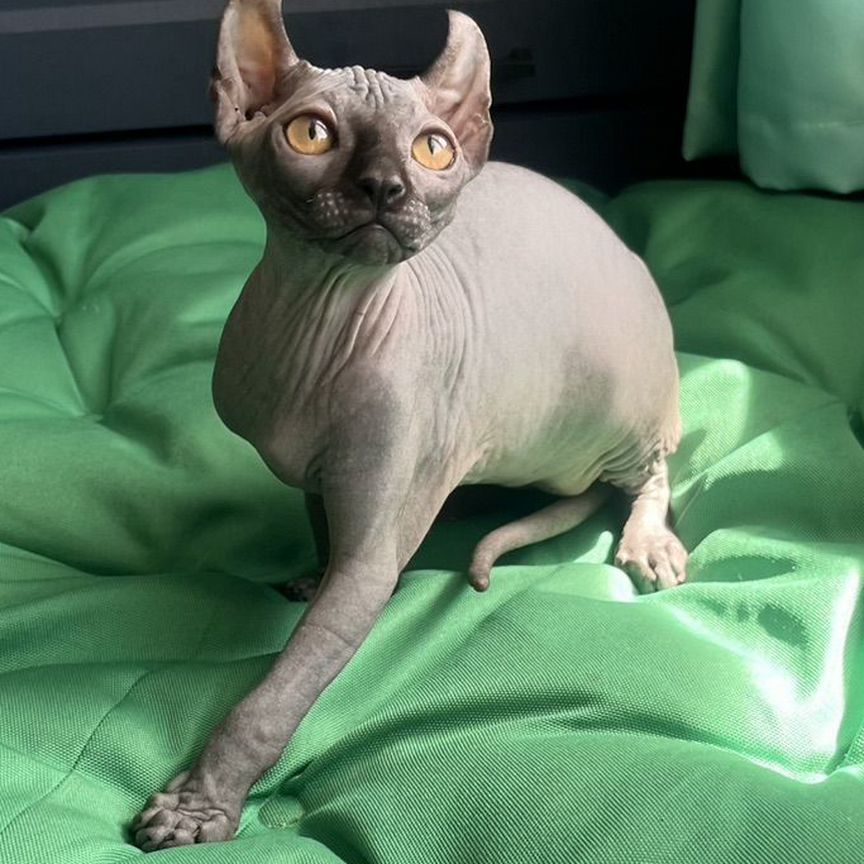 Канадский сфинкс котёнок
