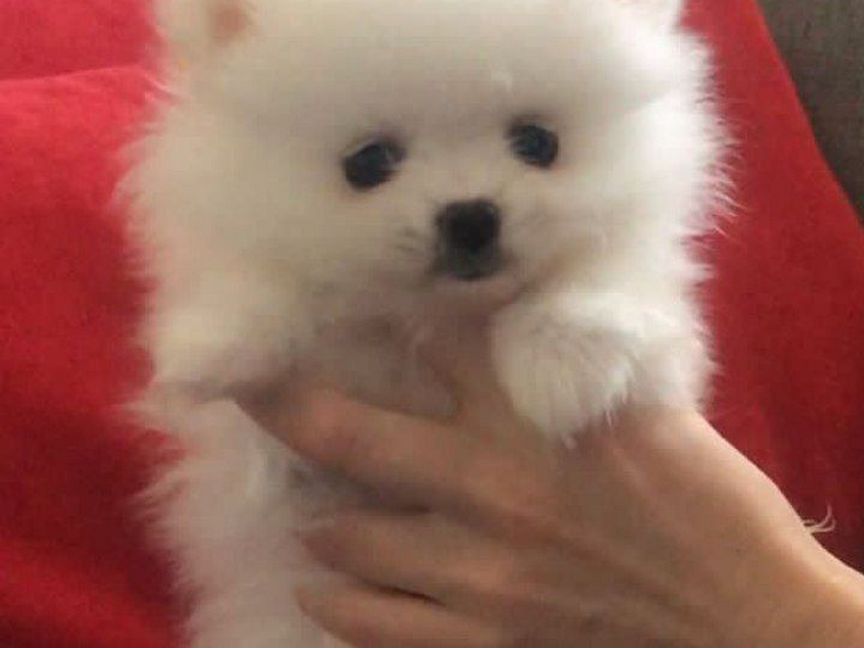 Щенки мини-шпица ищут дом