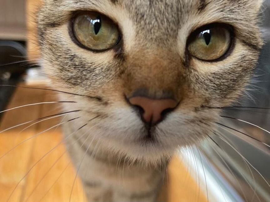 Ищем новых хозяев для кошечки