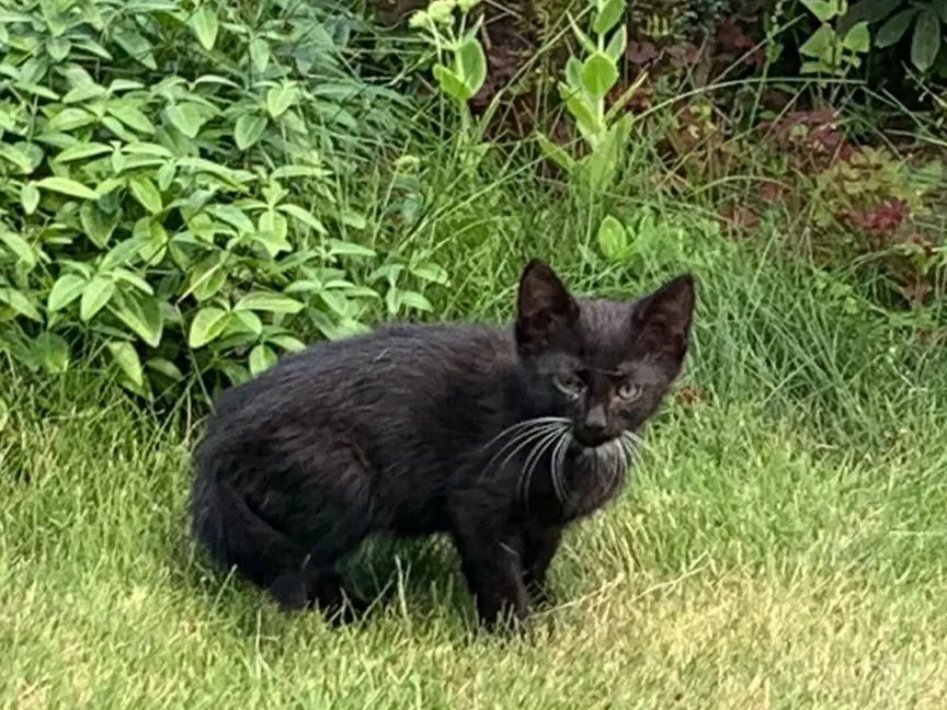 Черный котенок в добрые руки