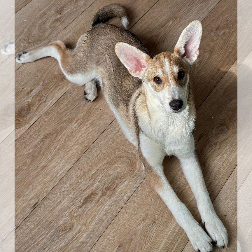 Взрослая собака в добрые руки