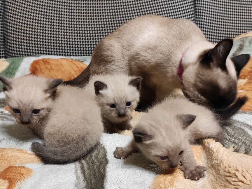 Тайские котята