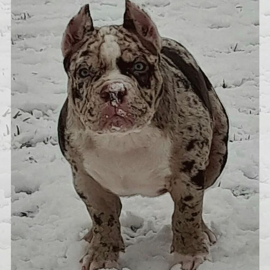 Американский булли, щенок