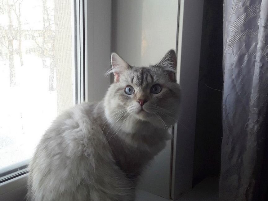 Красивый котик