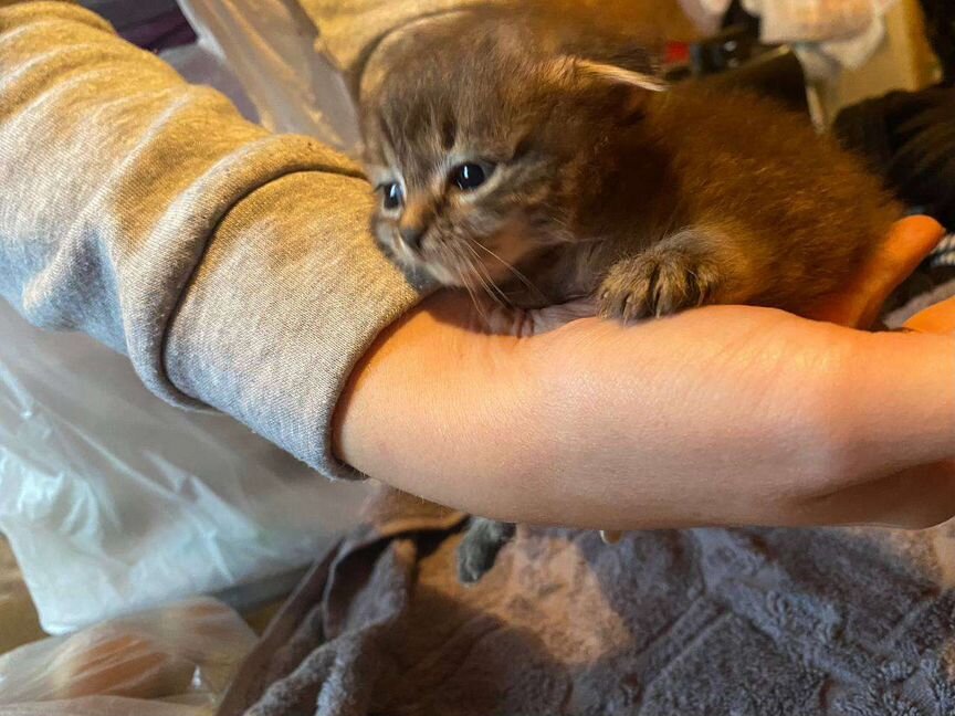 Шотландские вислоухие котята