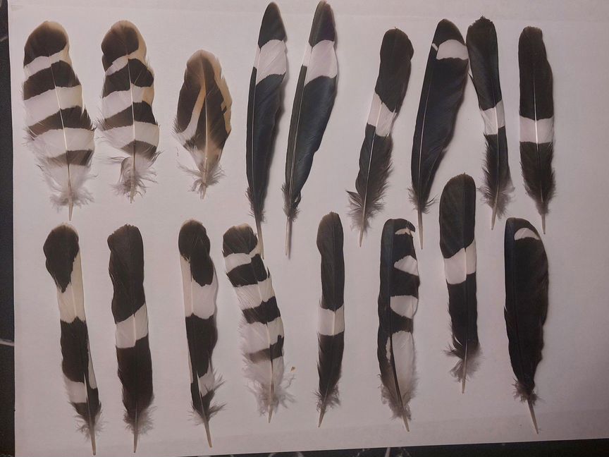 Перья птицы Удода